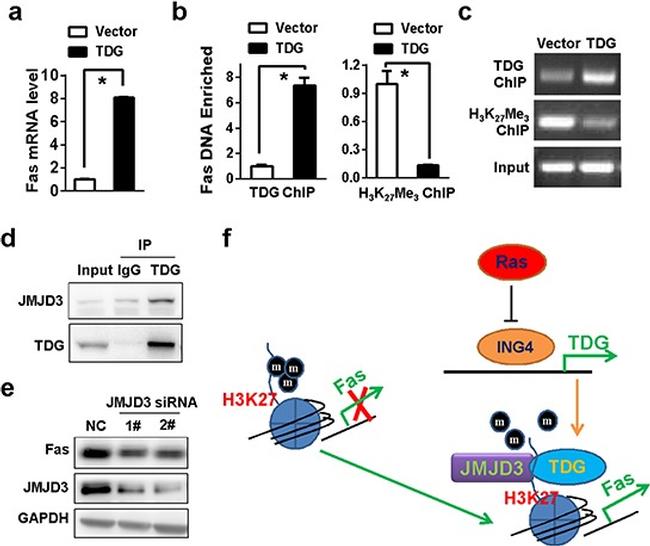 CD95 (APO-1/Fas) Antibody, FITC (11-0959-42)