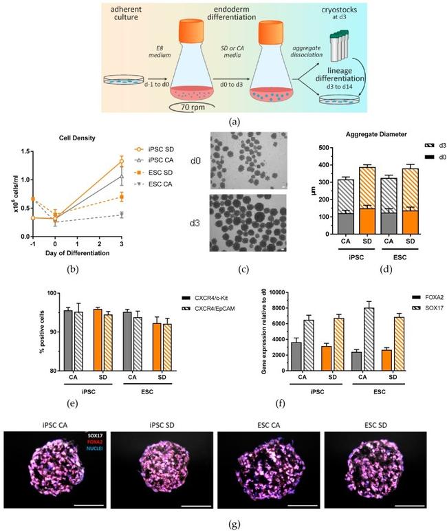 CD117 (c-Kit) Antibody, PE-Cyanine7 (25-1178-42)