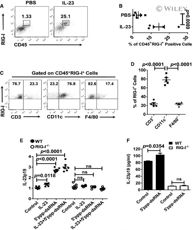 CD11c Antibody, FITC (11-0114-82)