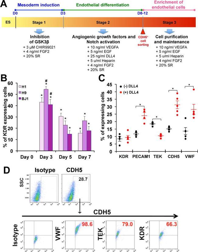 CD144 (VE-cadherin) Antibody, PE-eFluor™ 610 (61-1449-42)