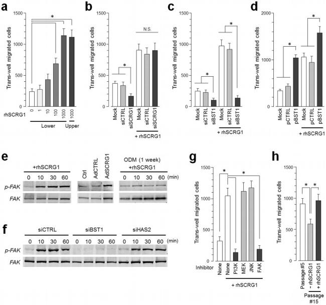 CD157 Antibody (14-1579-82)