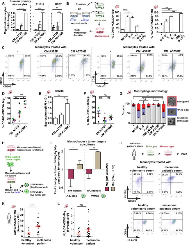 CD163 Antibody (14-1639-82)