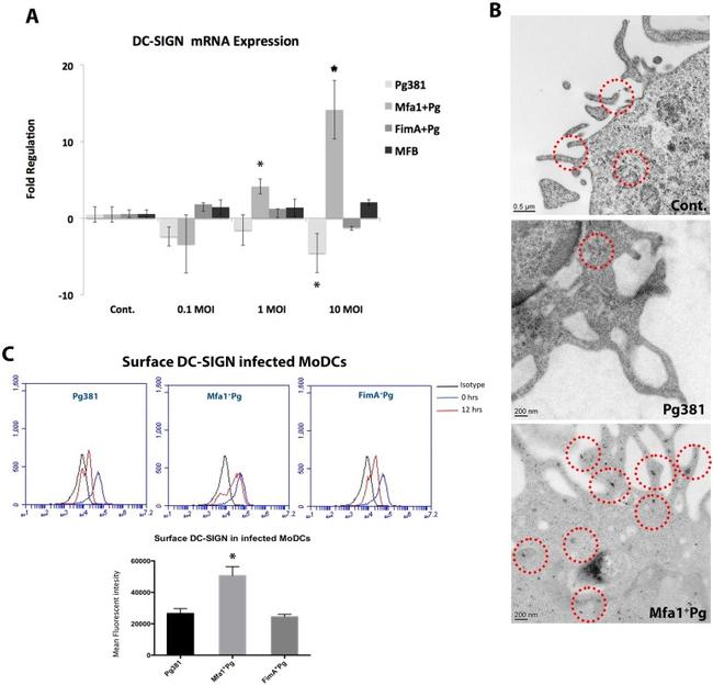 CD209 (DC-SIGN) Antibody, APC (17-2099-42)