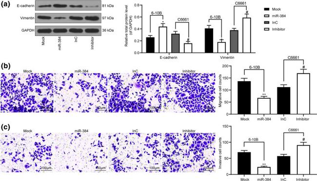 Vimentin Antibody (14-9897-82)
