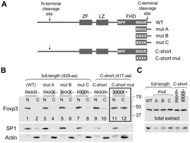 FOXP3 Antibody, Biotin (13-5773-82)