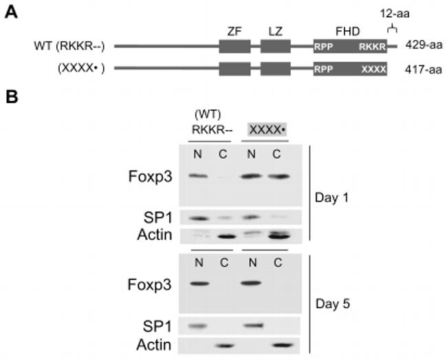 FOXP3 Antibody, Biotin (13-5773-82)
