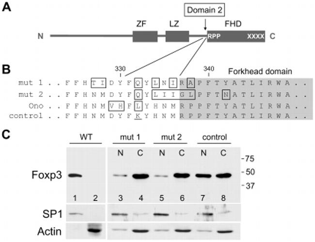 FOXP3 Antibody, Biotin (13-5773-82)
