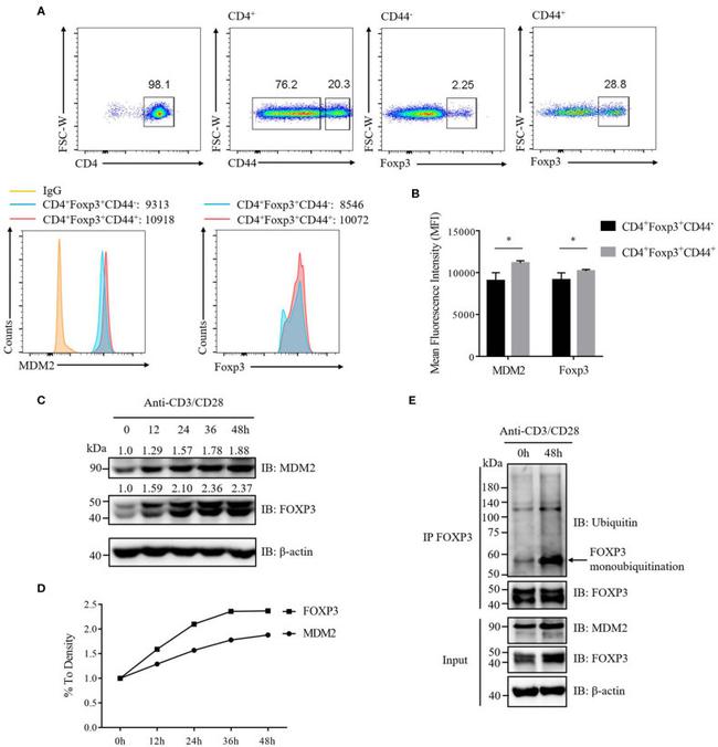 FOXP3 Antibody, Biotin (13-5773-82)