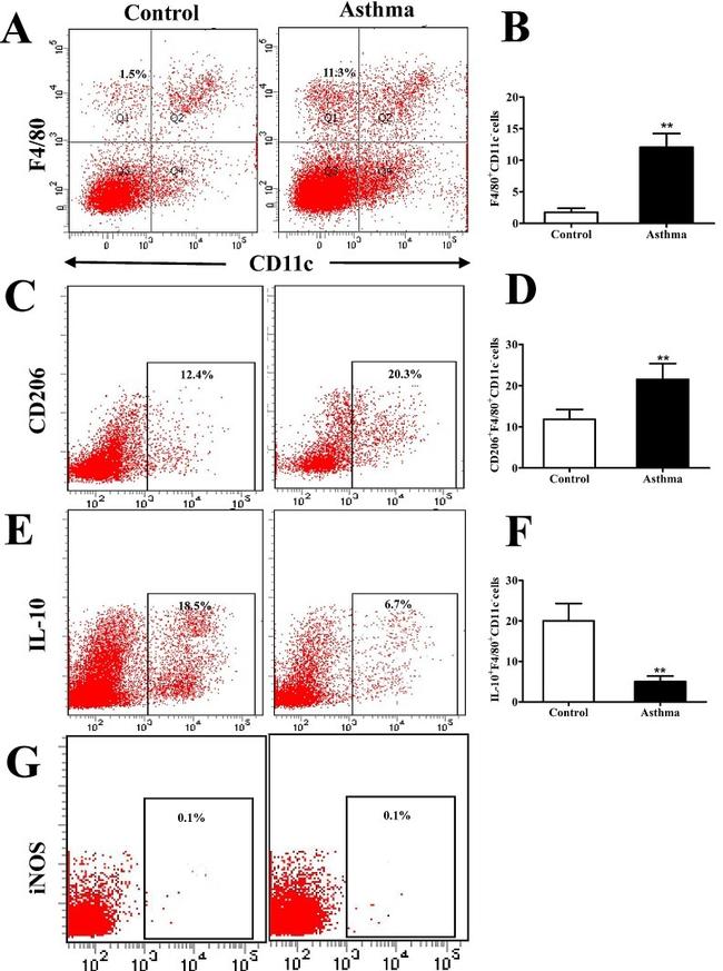 iNOS Antibody (14-5920-82)