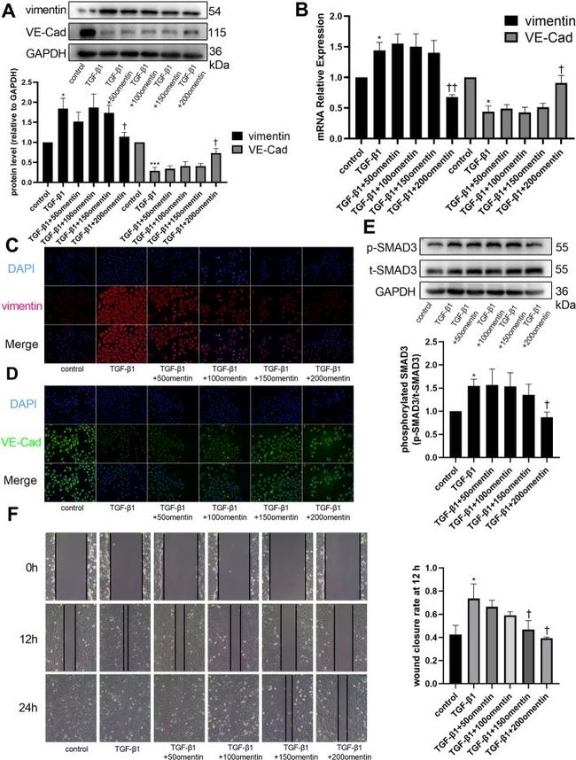 Vimentin Antibody (14-9897-82)