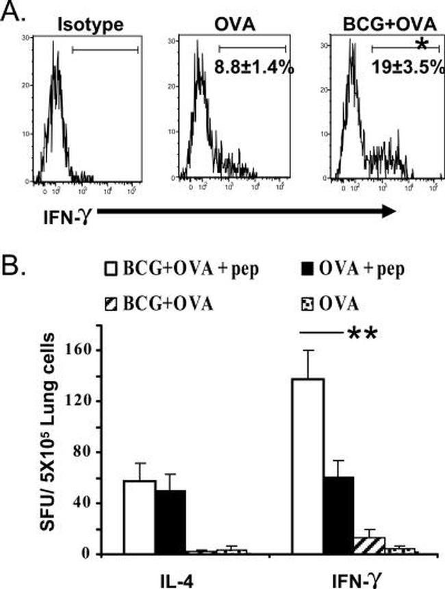CD62L (L-Selectin) Antibody, FITC (11-0621-82)