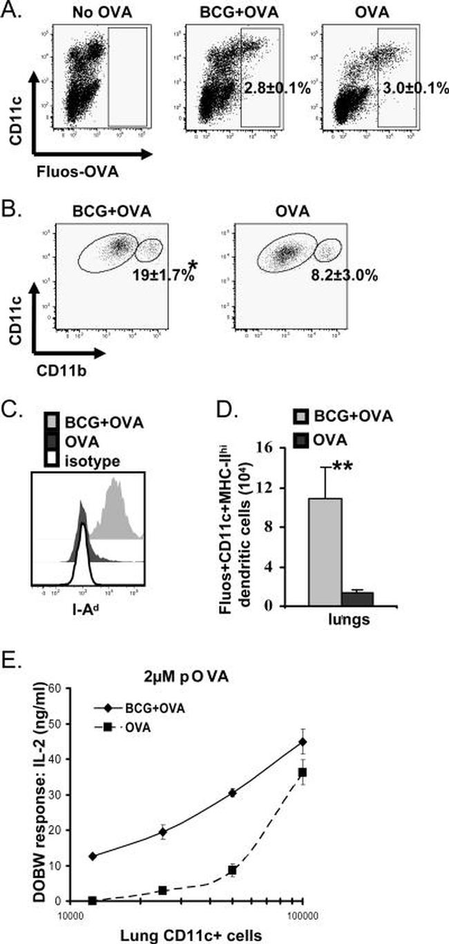 IL-2 Antibody, Functional Grade (16-7022-81)