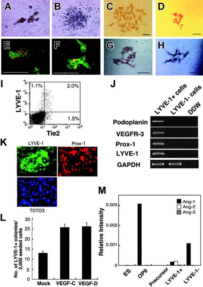 Lymphotoxin beta Receptor Antibody, Functional Grade (16-5671-82)