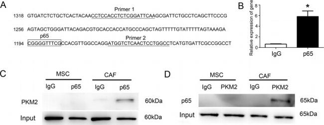NFkB p65 Antibody (436700)
