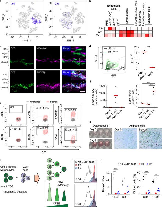 CD140b (PDGFRB) Antibody (14-1402-82)
