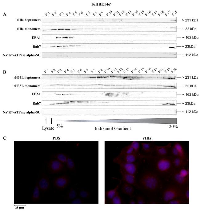RAB7 Antibody (PA5-52369)