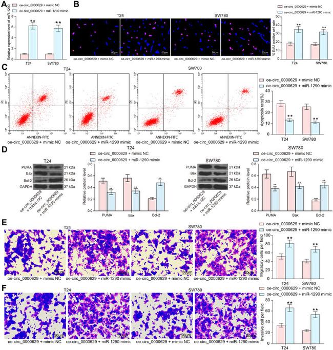 Bax Antibody (33-6400)