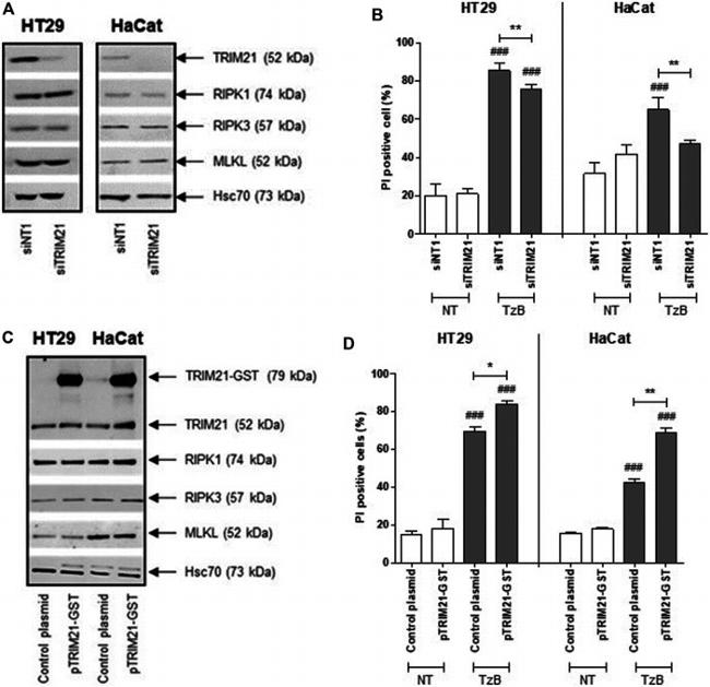 RIP3 Antibody (PA1-41533)