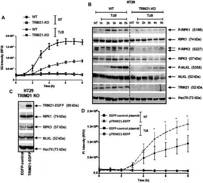 RIP3 Antibody (PA1-41533)