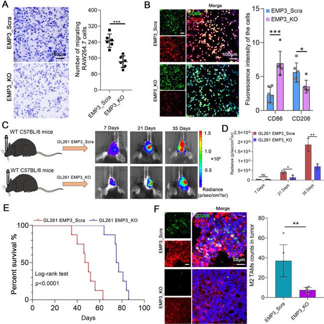 EMP3 Antibody (PA5-97705)