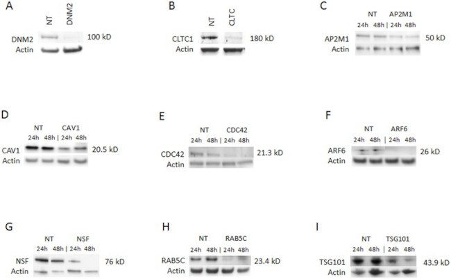 Cdc42 Antibody (PA1-092)