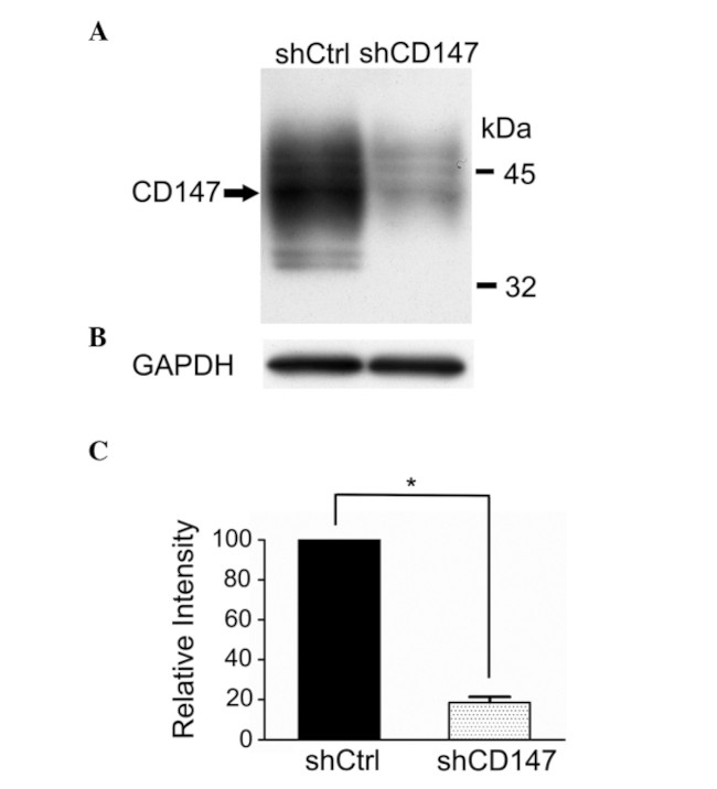 CD147 Antibody (34-5600)