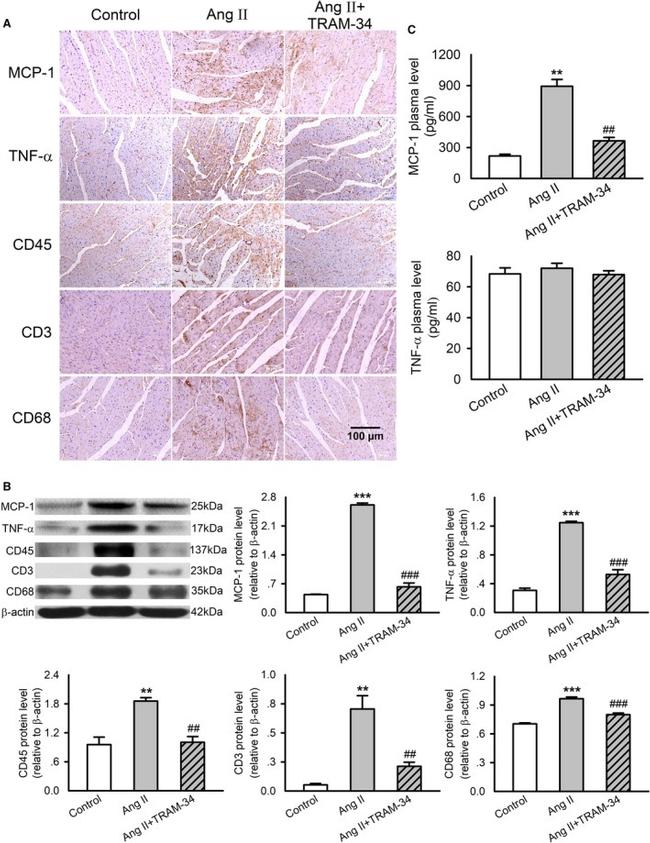 CD3e Antibody (14-0031-82)