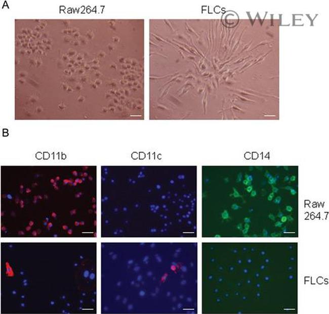 CD11b Antibody, Super Bright™ 436 (62-0112-82)