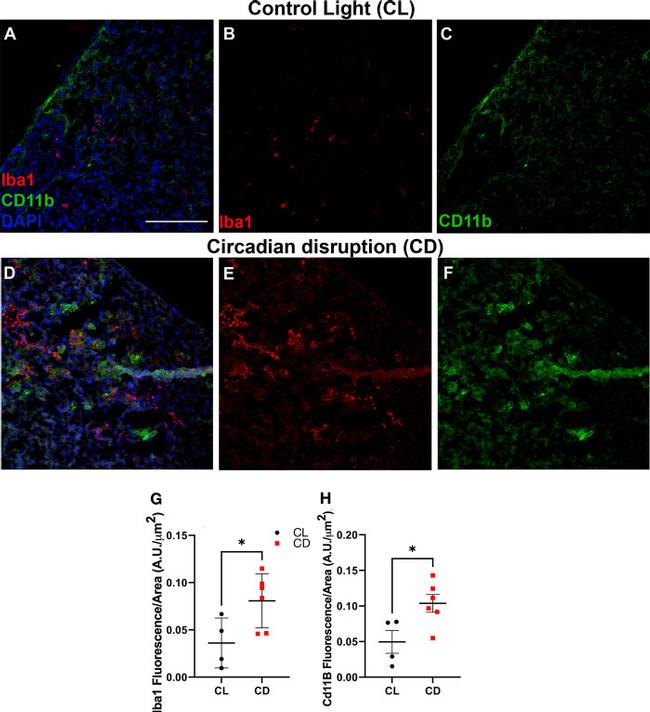 CD11b Antibody, Super Bright™ 436 (62-0112-82)