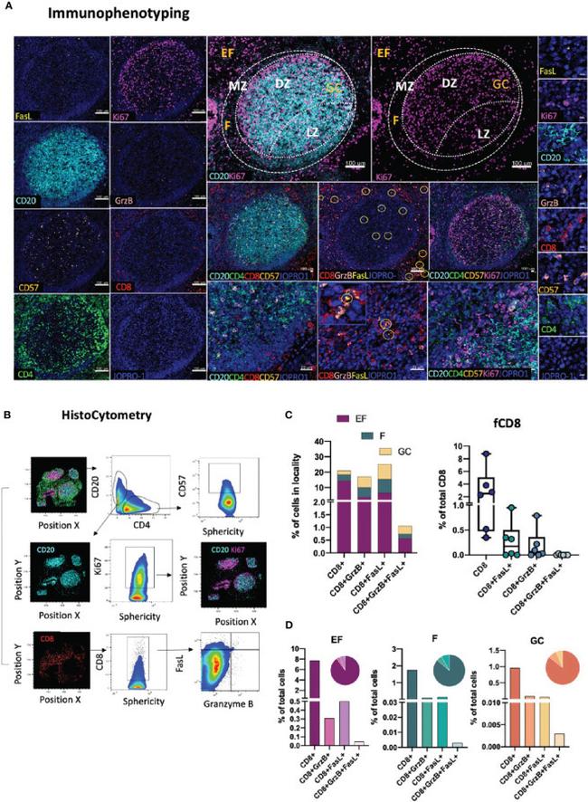 CD20 Antibody (14-0202-82)