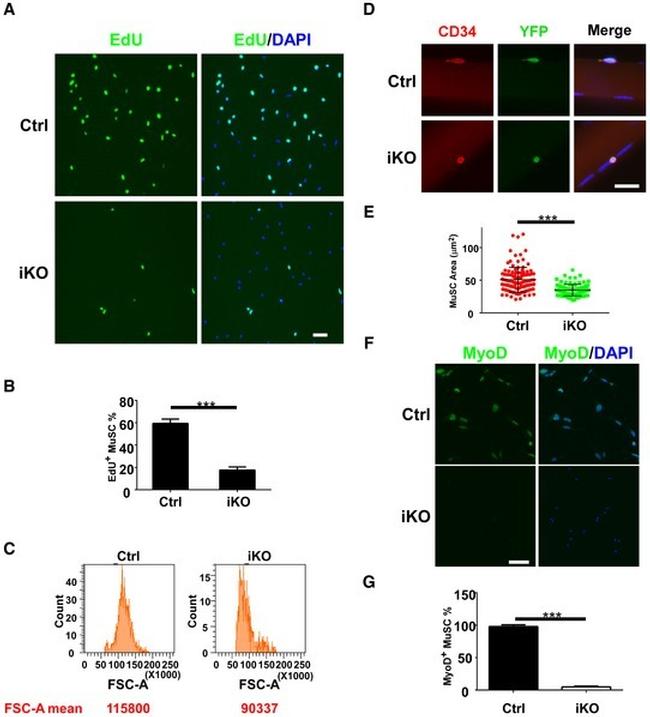 CD34 Antibody, eFluor™ 450 (48-0341-82)