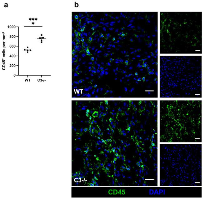 CD45 Antibody (14-0451-82)