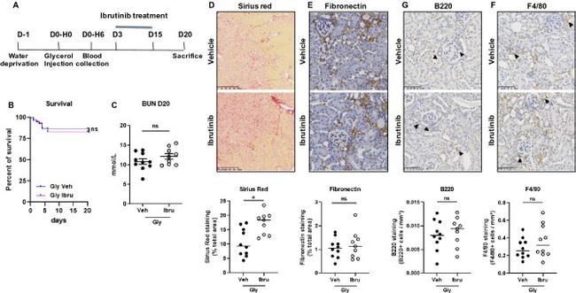 CD45R (B220) Antibody (14-0452-82)