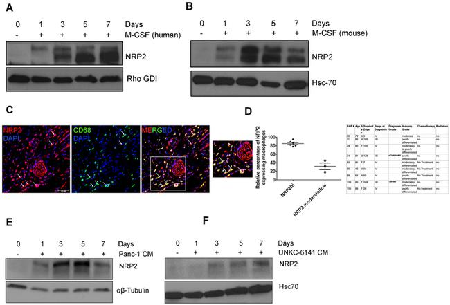 CD68 Antibody (14-0681-82)