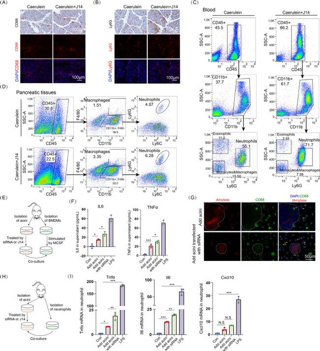 CD68 Antibody (14-0681-82)