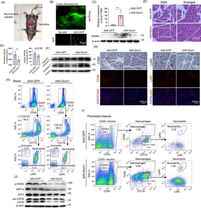 CD68 Antibody, Alexa Fluor™ 488 (53-0681-82)