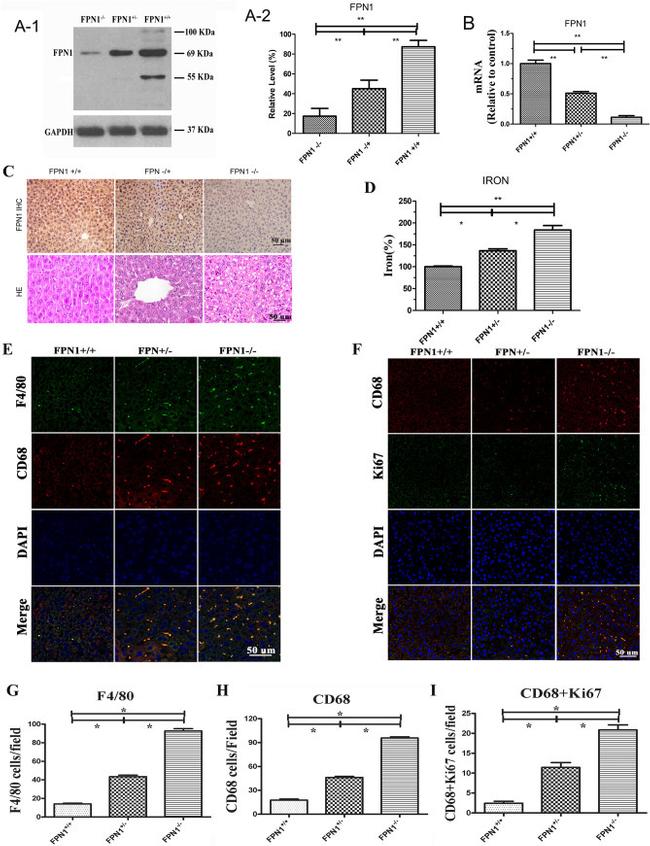 CD68 Antibody, Alexa Fluor™ 647 (51-0689-42)