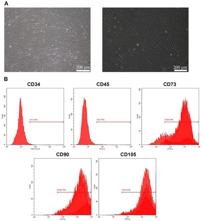 CD34 Monoclonal Antibody (581), FITC (CD34-581-01)