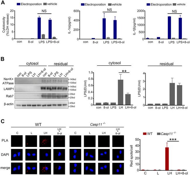 CD107a (LAMP-1) Antibody, Alexa Fluor™ 488 (53-1071-82)
