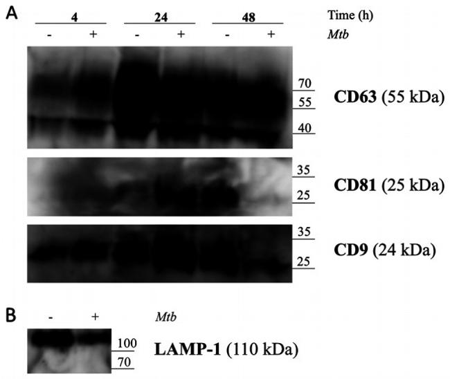 CD63 Antibody (10628D)