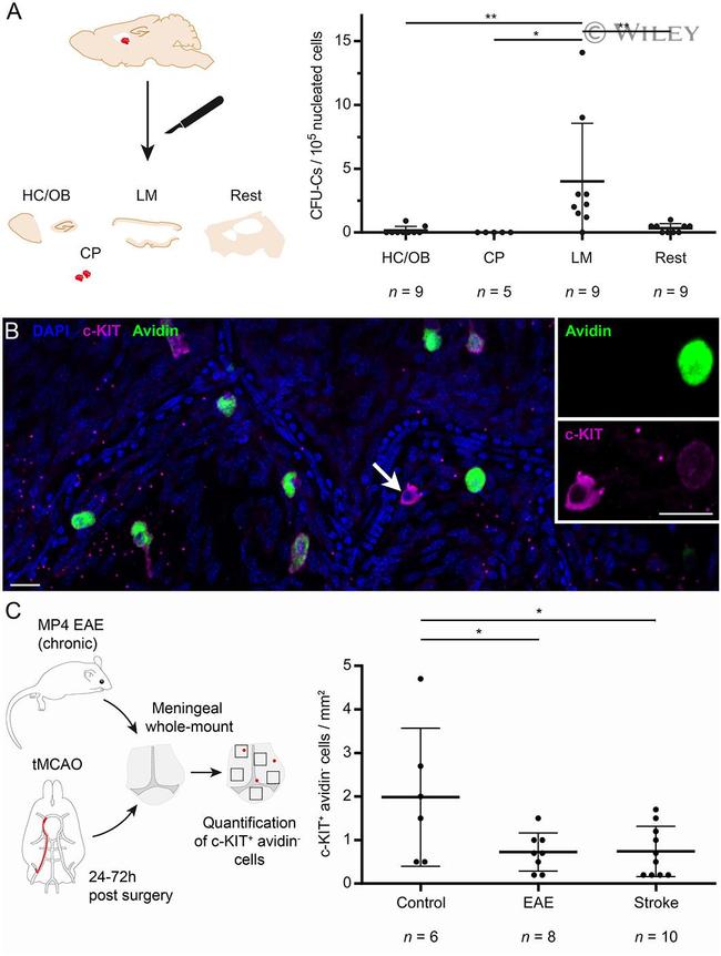 CD117 (c-Kit) Antibody, Super Bright™ 436 (62-1171-82)