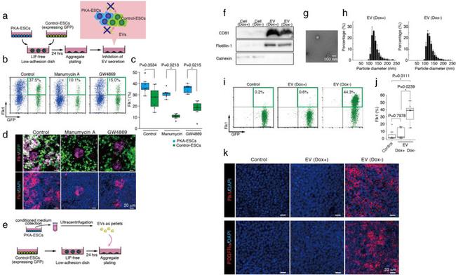 CD140a (PDGFRA) Antibody (14-1401-82)