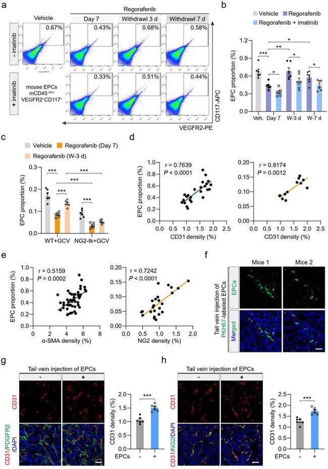 CD140b (PDGFRB) Antibody (14-1402-82)