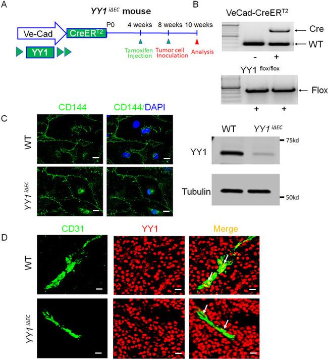 CD144 (VE-cadherin) Antibody, Alexa Fluor™ 488 (53-1449-42)