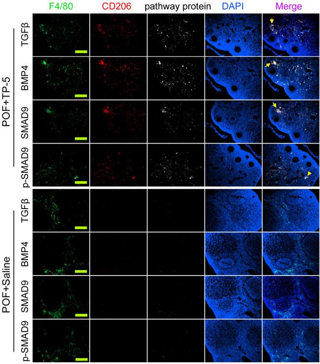 F4/80 Antibody, Biotin (13-4801-82)