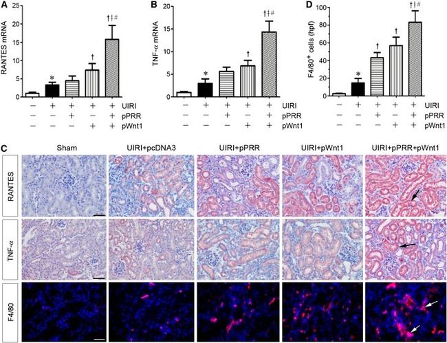 F4/80 Antibody, eFluor™ 450 (48-4801-82)