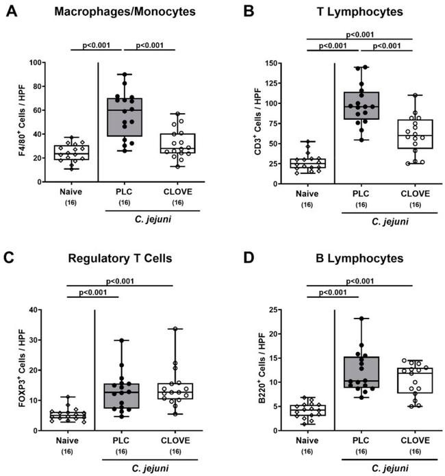 F4/80 Antibody, Super Bright™ 600 (63-4801-82)