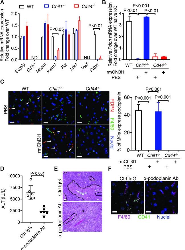 F4/80 Antibody, Biotin (13-4801-82)