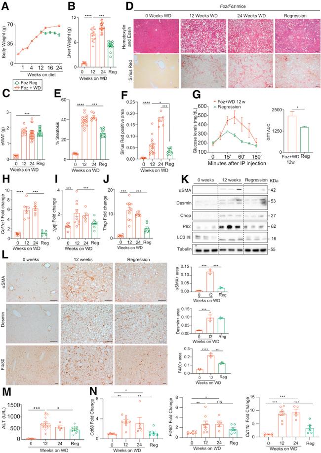 F4/80 Antibody, Super Bright™ 600 (63-4801-82)
