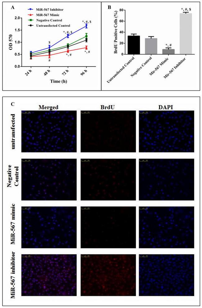 BrdU Antibody, FITC (11-5071-42)